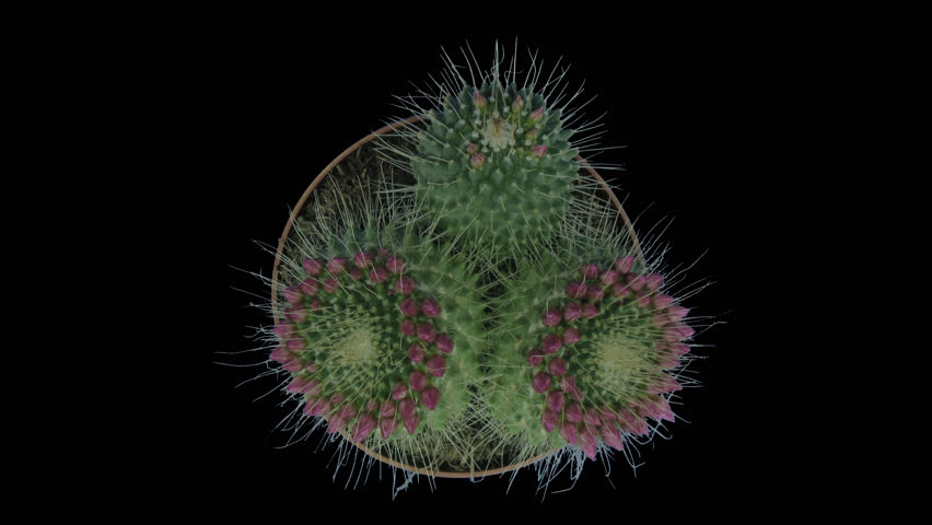 Bacteria Virus Moving Render In Green Color Isolated On Black Stock ...