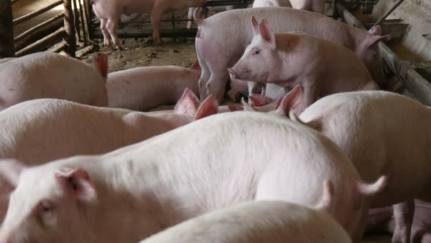 4k, Lovely Pink Pigs in Stock Footage Video (100% Royalty-free ...