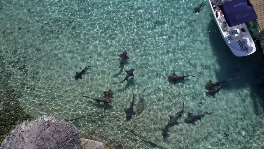 Nurse Sharks Circling In Group. AERIAL View In Ultra Clear Shallow ...