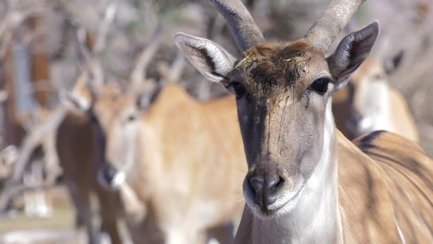 Eland Antelope Close Up Looking Around 4k Stock Footage Video ...