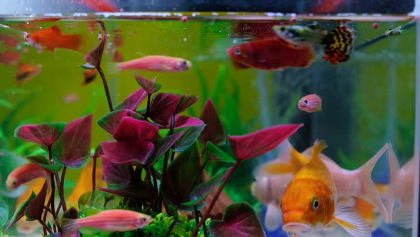 Little Fish in Fish Tank Stock Footage Video (100% Royalty-free ...
