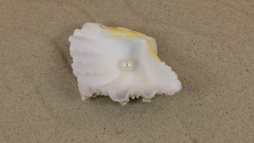 Conch shell image - Free stock photo - Public Domain photo - CC0 Images