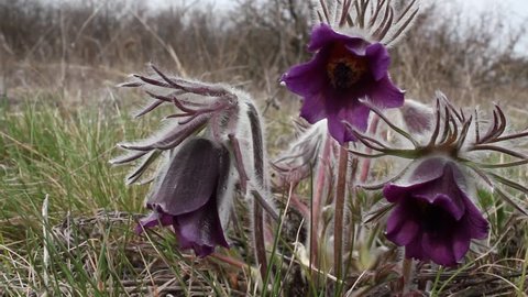 Native Denmark Flowers | Best Flower Site