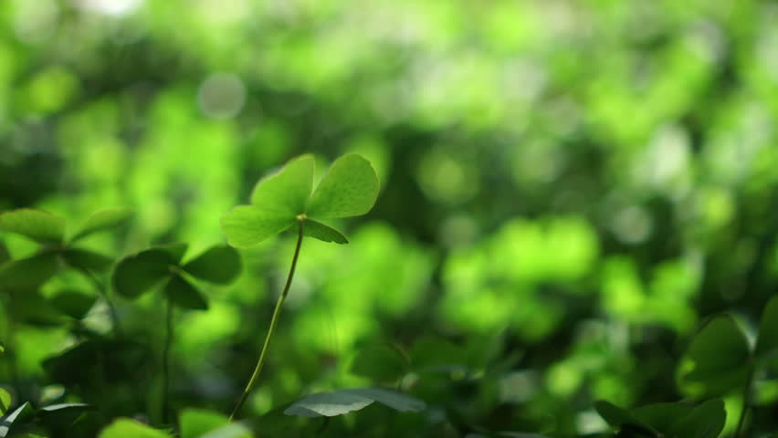 Green Clover Field Green Lucky Stock Footage Video (100% Royalty-free ...