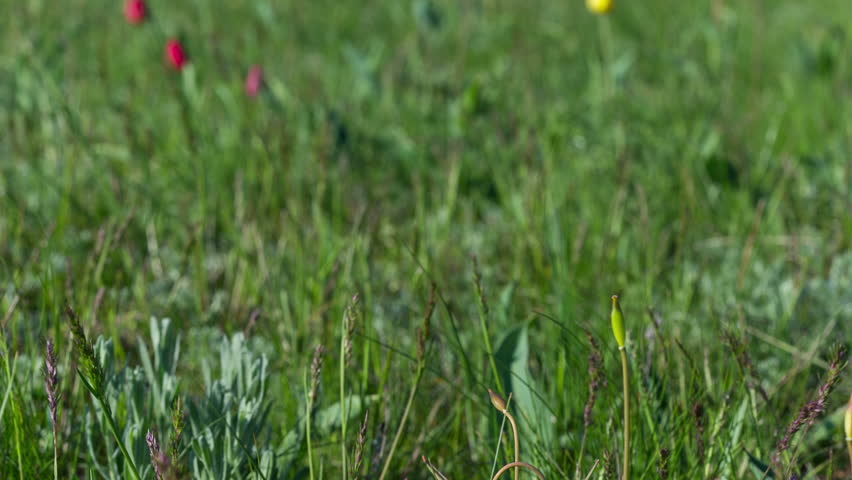 Multiple Colored Wild Tulips Stock Footage Video (100% Royalty-free ...