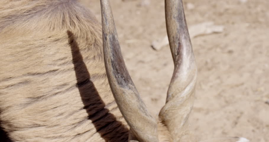 African Eland Horns - Extreme Stock Footage Video (100% Royalty-free ...