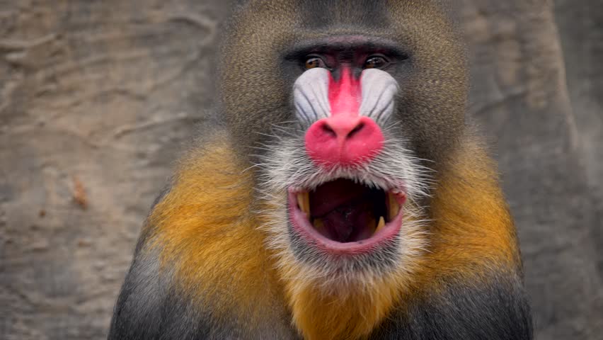 Mandrill Face - Mandrillus sphinx image - Free stock photo - Public ...