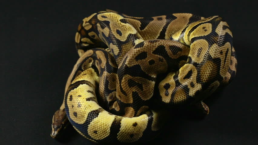 Pythons Stock Video Footage - 4K and HD Video Clips | Shutterstock
