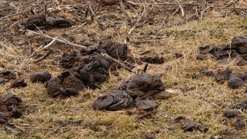Cow Poop Stock Video Footage - 4K and HD Video Clips | Shutterstock