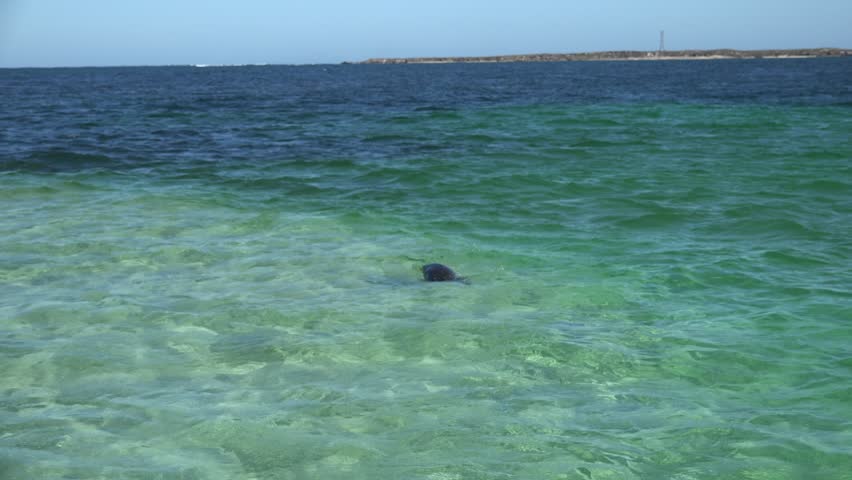Sea Lion surfacing from the water image - Free stock photo - Public ...