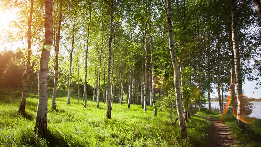 Birch Forest in Russia image - Free stock photo - Public Domain photo ...