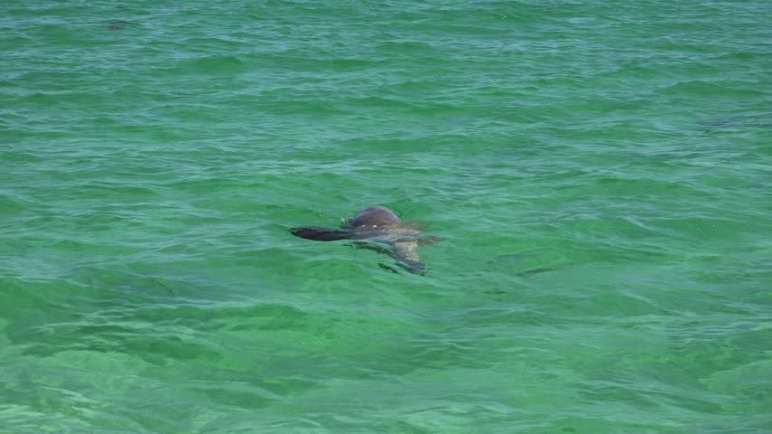 Sea Lion surfacing from the water image - Free stock photo - Public ...