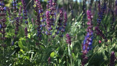 Steppe Flowers Stock Video Footage - 4K and HD Video Clips | Shutterstock