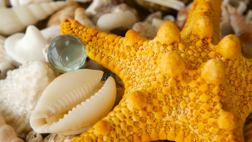 Seastar on the beach image - Free stock photo - Public Domain photo ...