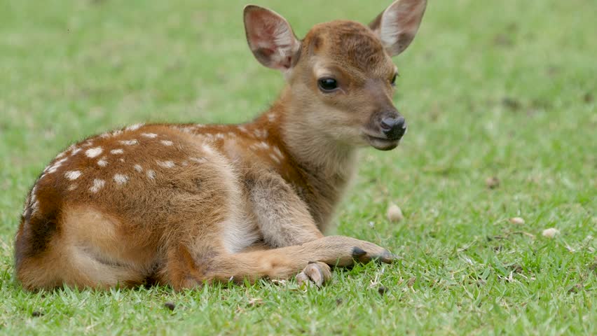 Fawn sleeping on grass image - Free stock photo - Public Domain photo ...