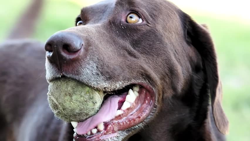 Very Excited and Drooling Labrador Stock Footage Video (100% Royalty ...