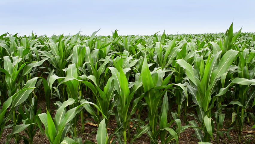 Farms and Crops landscape to the horizon image - Free stock photo ...