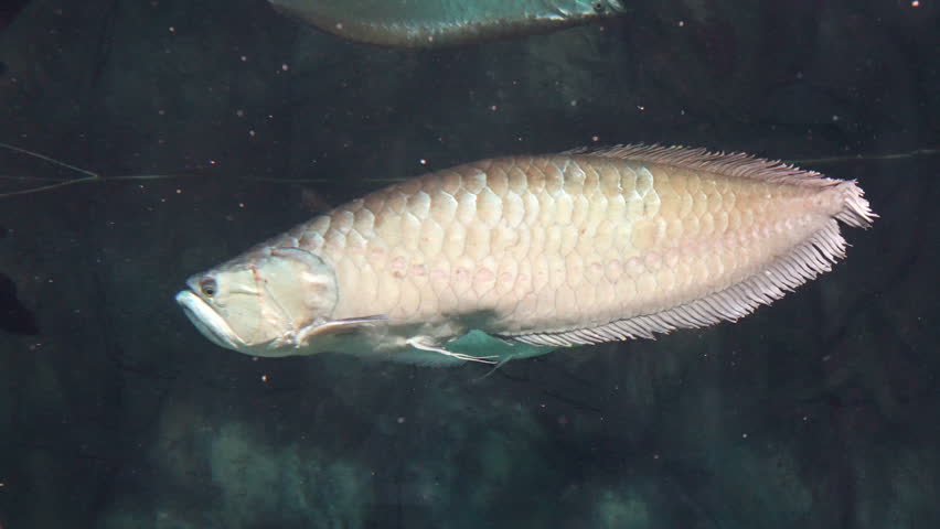 Arowana image - Free stock photo - Public Domain photo - CC0 Images