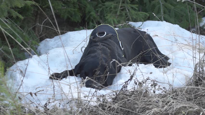 Dog walking by the stream image - Free stock photo - Public Domain ...