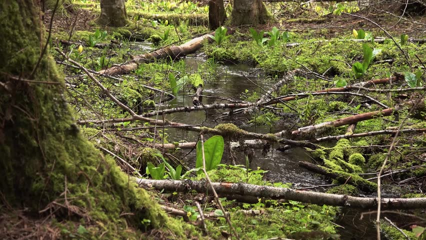 Skunk in the forest image - Free stock photo - Public Domain photo ...