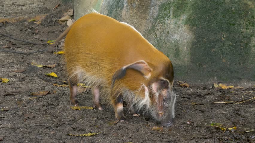 Red River Hog image - Free stock photo - Public Domain photo - CC0 Images