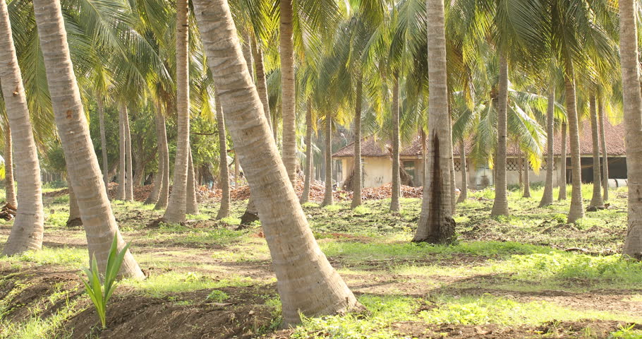 Coconut Trees Kerala India stock-videoer (100 % royaltyfri) 1014309191 ...