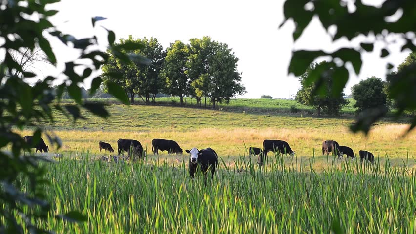 Cows standing and grazing in the hills image - Free stock photo ...