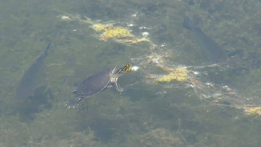 Painted Turtle Lone Alarmed Nervous Stock Footage Video (100% Royalty ...