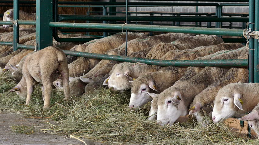 Sheep in a stable image - Free stock photo - Public Domain photo - CC0 ...