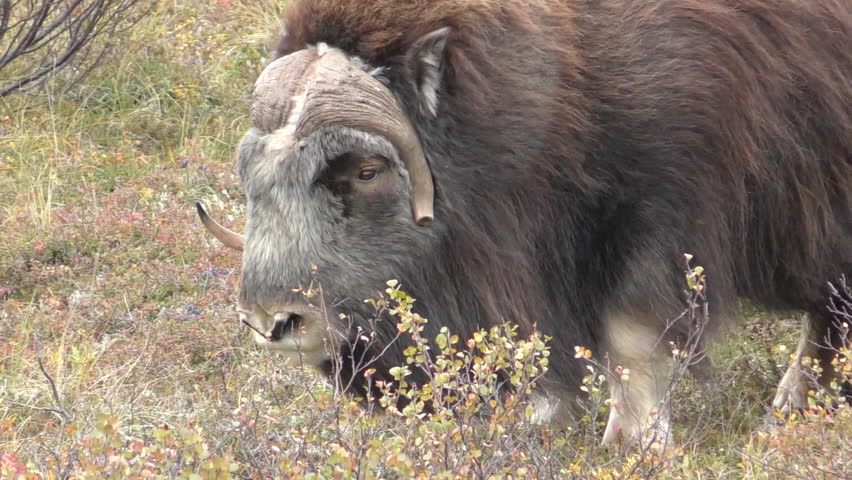 Musk Ox Bull Male Adult 库存影片视频（100% 免版税）1014938161 | Shutterstock