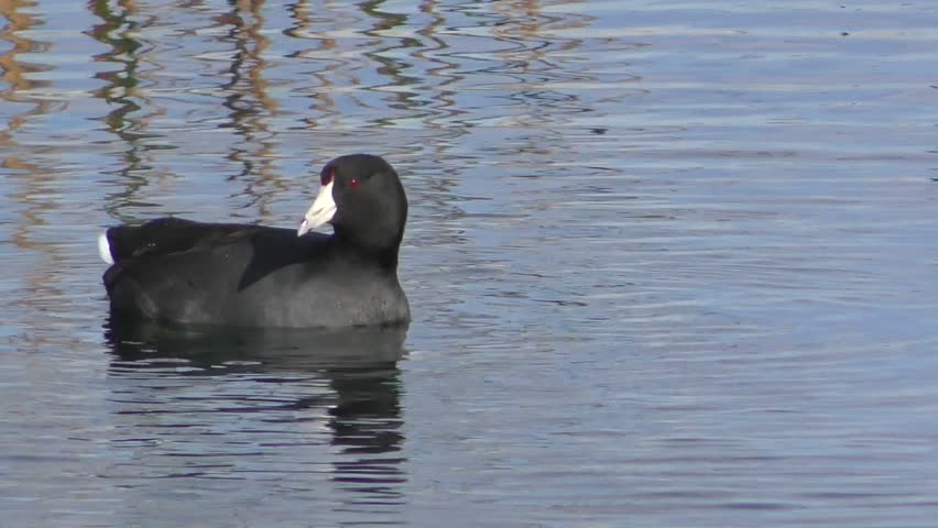 American Coot - Fulica americana image - Free stock photo - Public ...