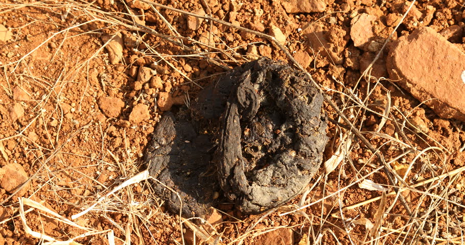 Cow Poop Stock Video Footage - 4K and HD Video Clips | Shutterstock