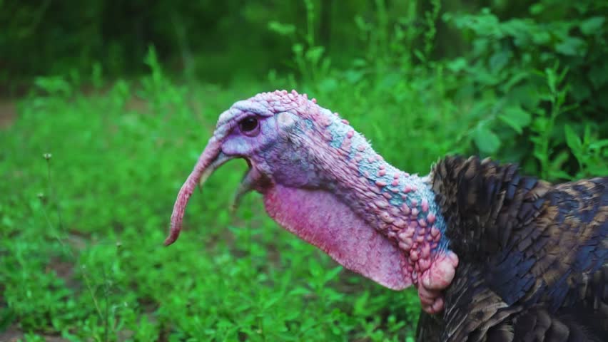 Wild Turkey walking image - Free stock photo - Public Domain photo ...