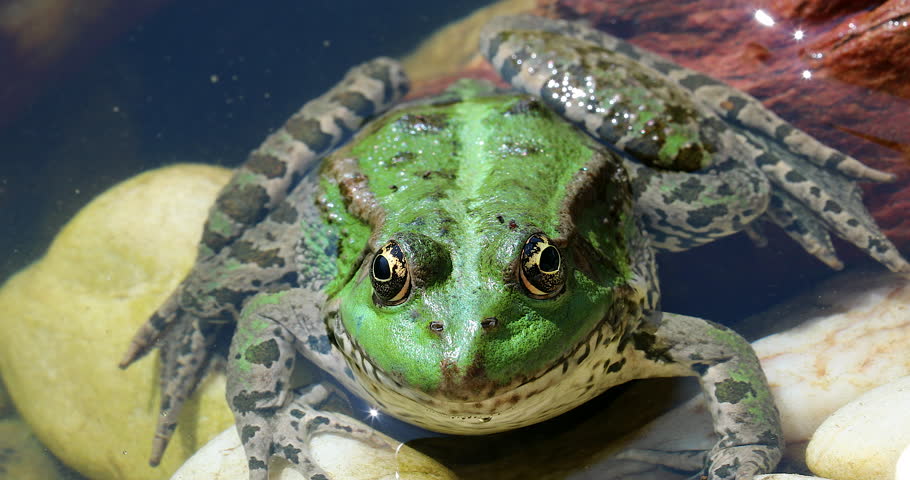 Face of a Frog image - Free stock photo - Public Domain photo - CC0 Images