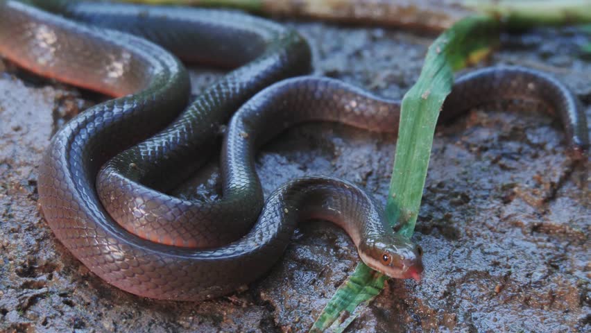 Northern Water Snake - Nerodia sipedon image - Free stock photo ...