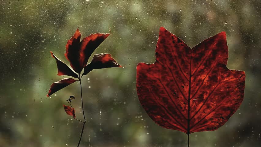 Autumn Leaf Rain Stock Footage Video (100% Royalty-free) 1016301721 ...
