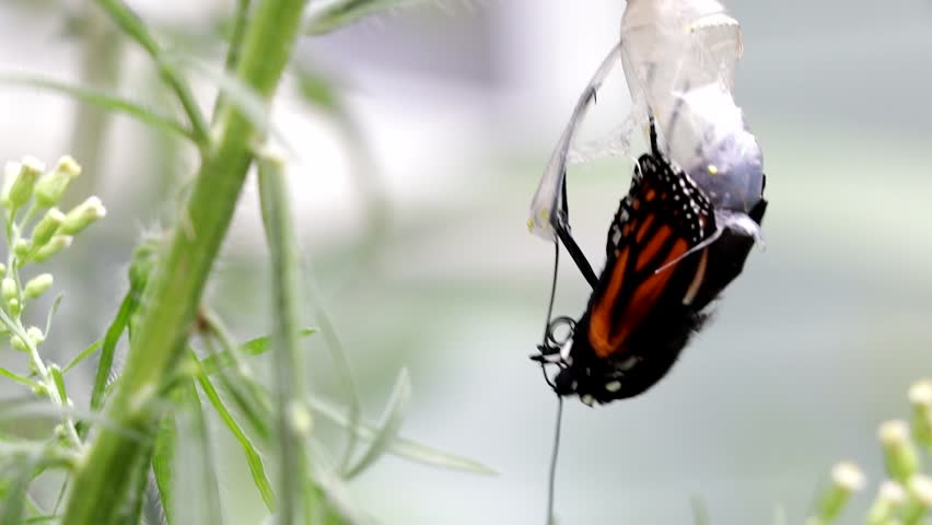 Monarch Butterfly Emerging from Chrysalis, Stock Footage Video (100% ...