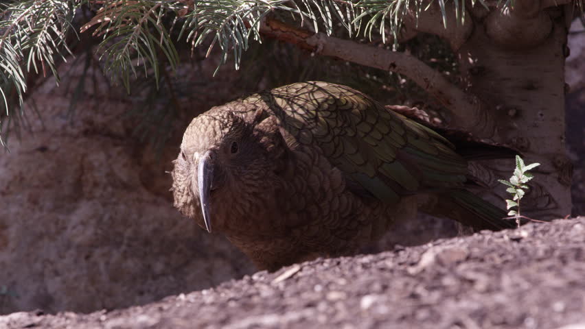 Kea Wing in New Zealand image - Free stock photo - Public Domain photo ...