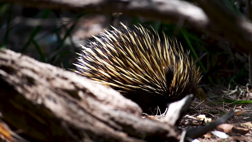 Echidna Walking and Foraging On Stock Footage Video (100% Royalty-free ...