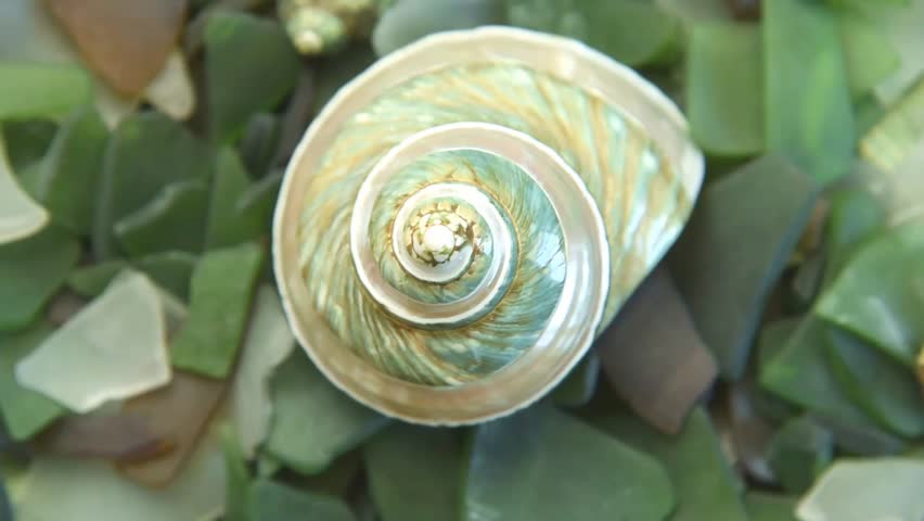 Seashells textures image - Free stock photo - Public Domain photo - CC0 ...