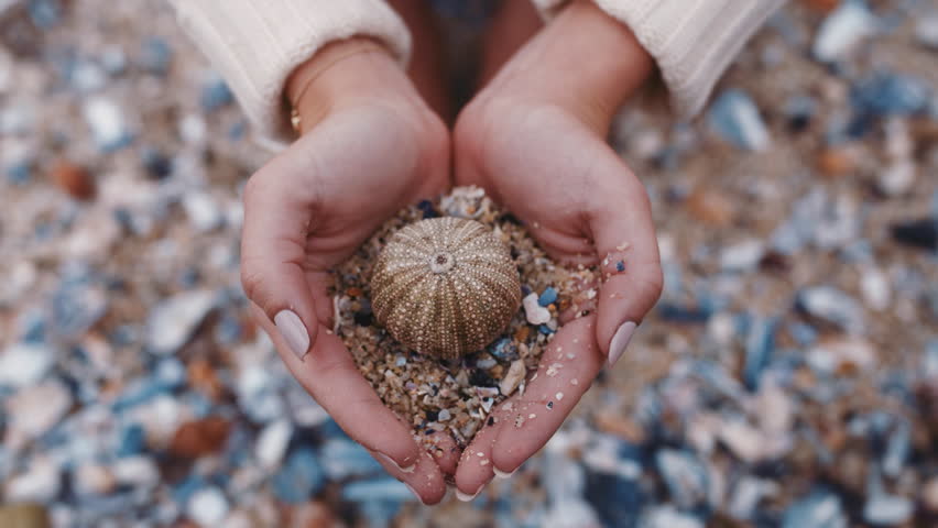 Shells on the seashore image - Free stock photo - Public Domain photo ...