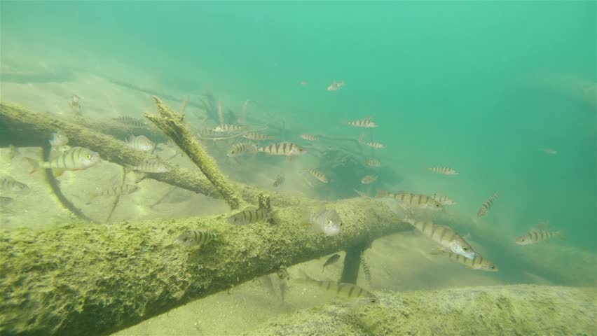 European Perch - Perca fluviatilis image - Free stock photo - Public ...