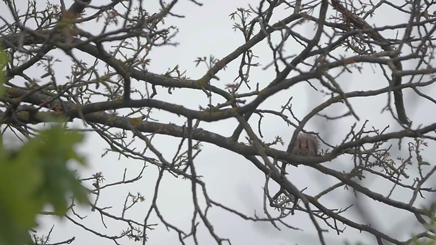 Red Squirrel Climbing up a Tree image - Free stock photo - Public ...
