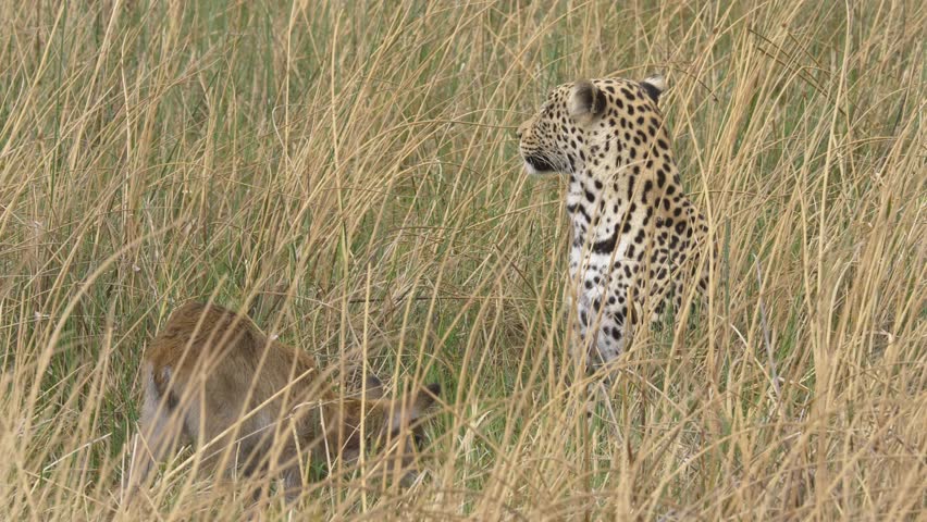 Leopard playing around image - Free stock photo - Public Domain photo ...