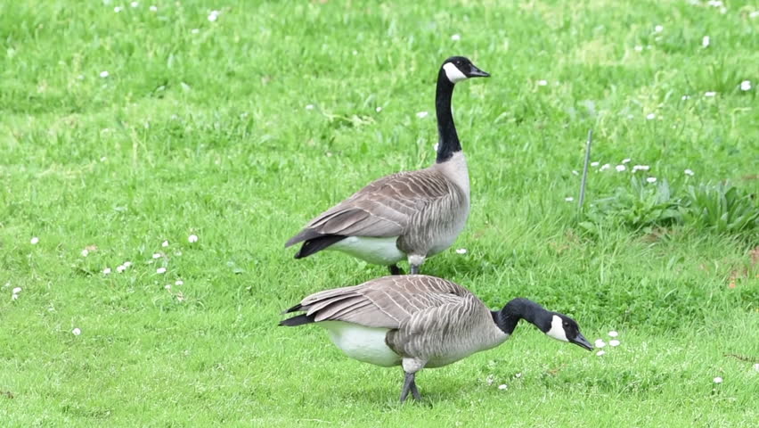 Two Canadian Geese in the Grass image - Free stock photo - Public ...