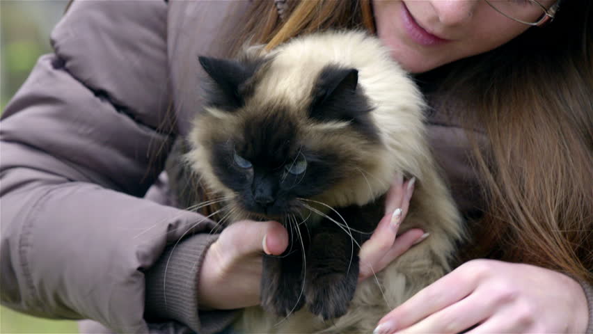 Woman Hugging Birman Cat 4k. Stock Footage Video (100% Royalty-free ...