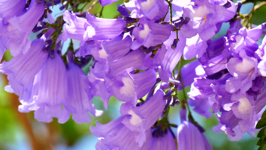Jacaranda Desktop Wallpaper