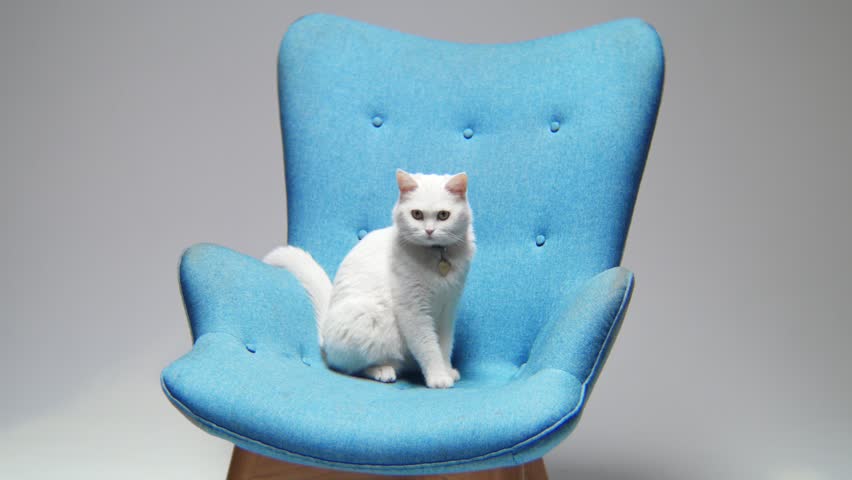 Cat sitting on chair image - Free stock photo - Public Domain photo ...