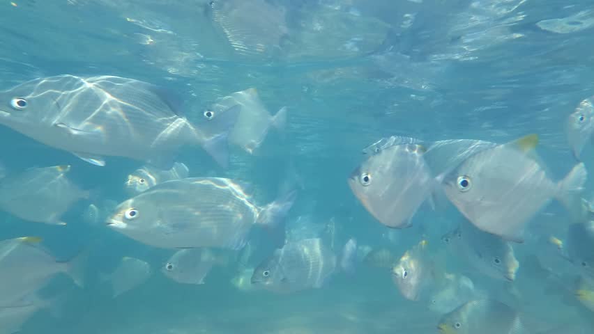 Moonfish image - Free stock photo - Public Domain photo - CC0 Images