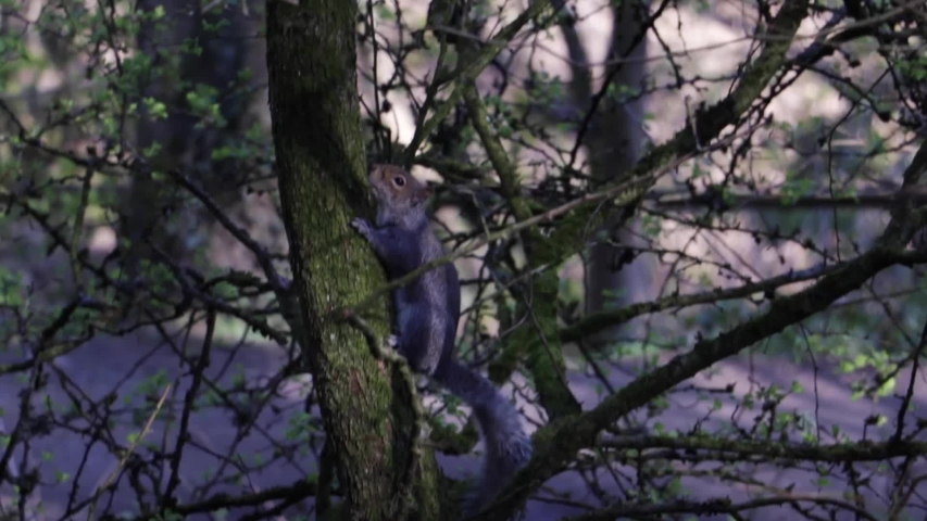 Red Squirrel Climbing up a Tree image - Free stock photo - Public ...